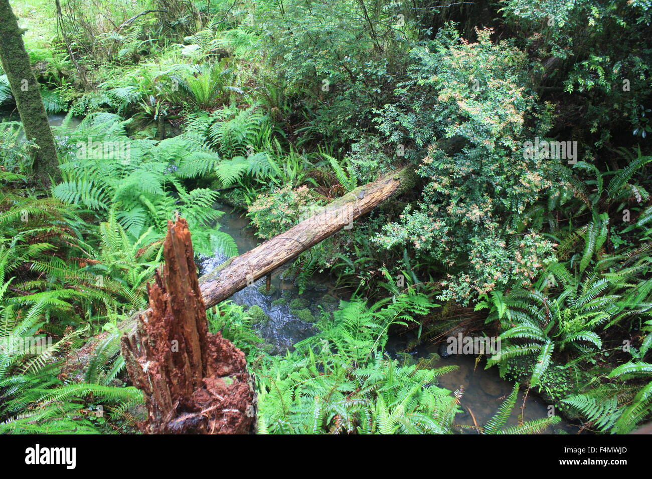A stream in the Redwood Forest, California, USA Stock Photo - Alamy