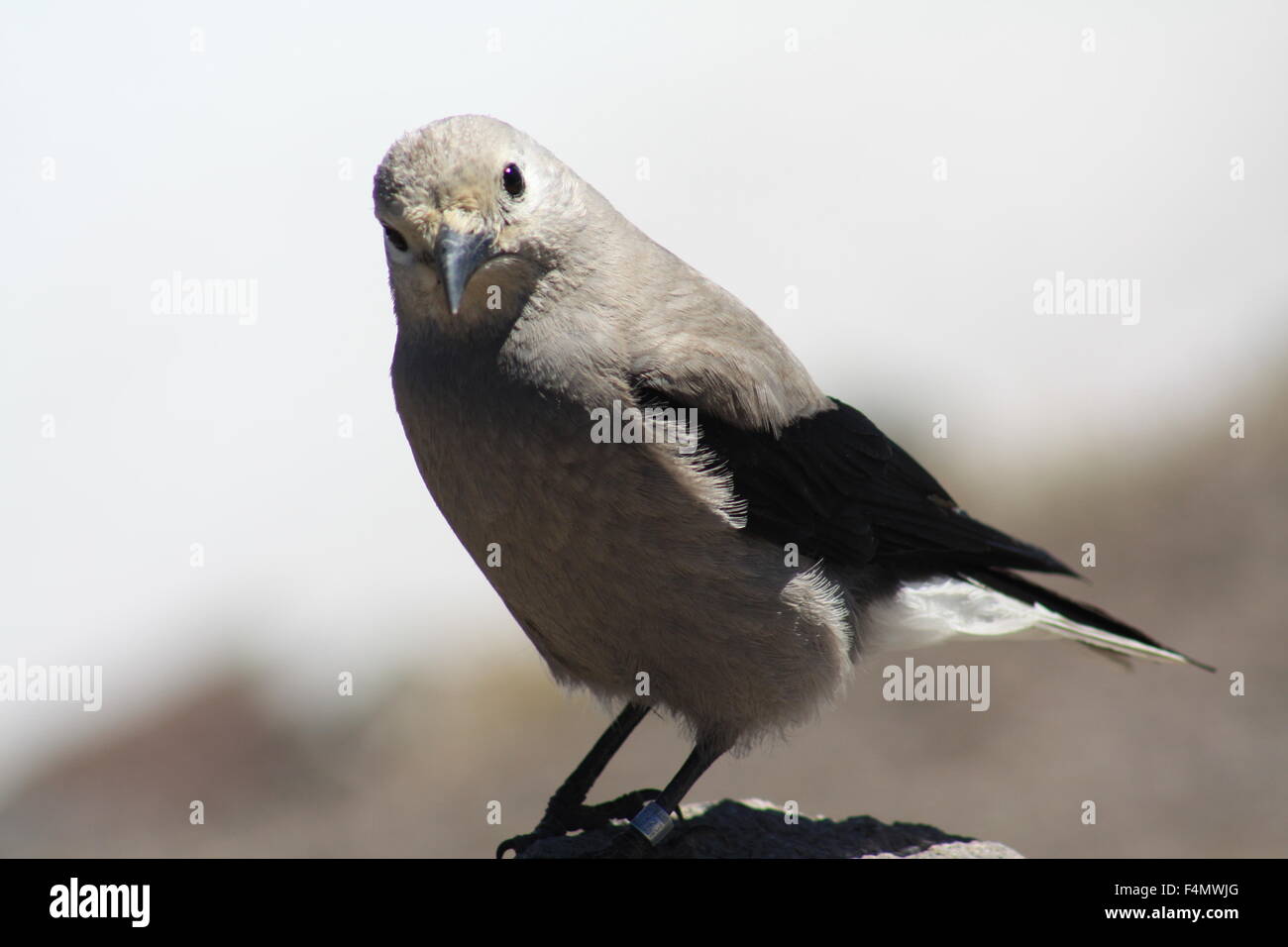 Bird close up Stock Photo - Alamy