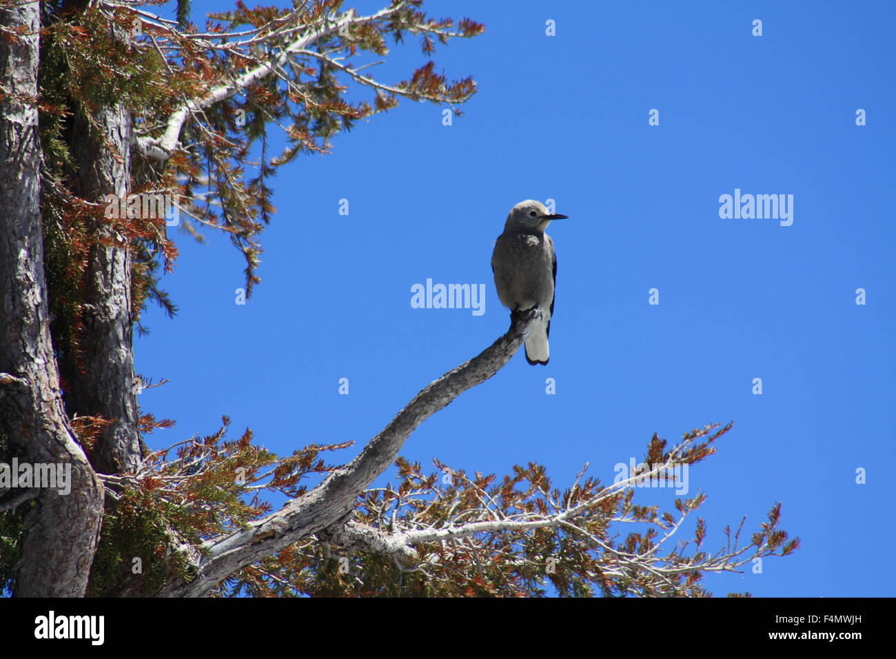 Clarks tree hi-res stock photography and images - Alamy