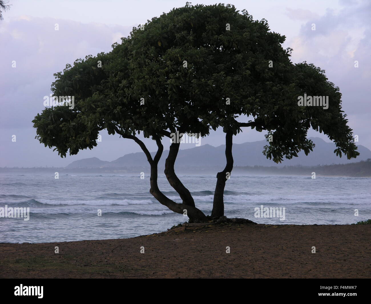 Tree on the beach in Hawaii Stock Photo - Alamy