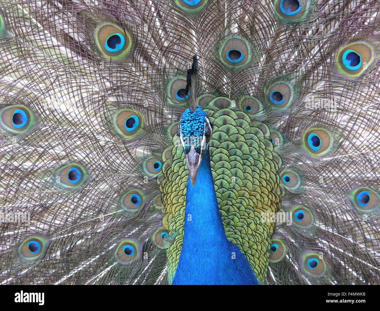Peacock on display Stock Photo - Alamy