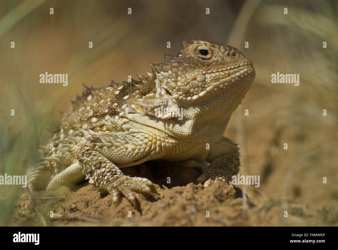Short horned lizard hi-res stock photography and images - Alamy