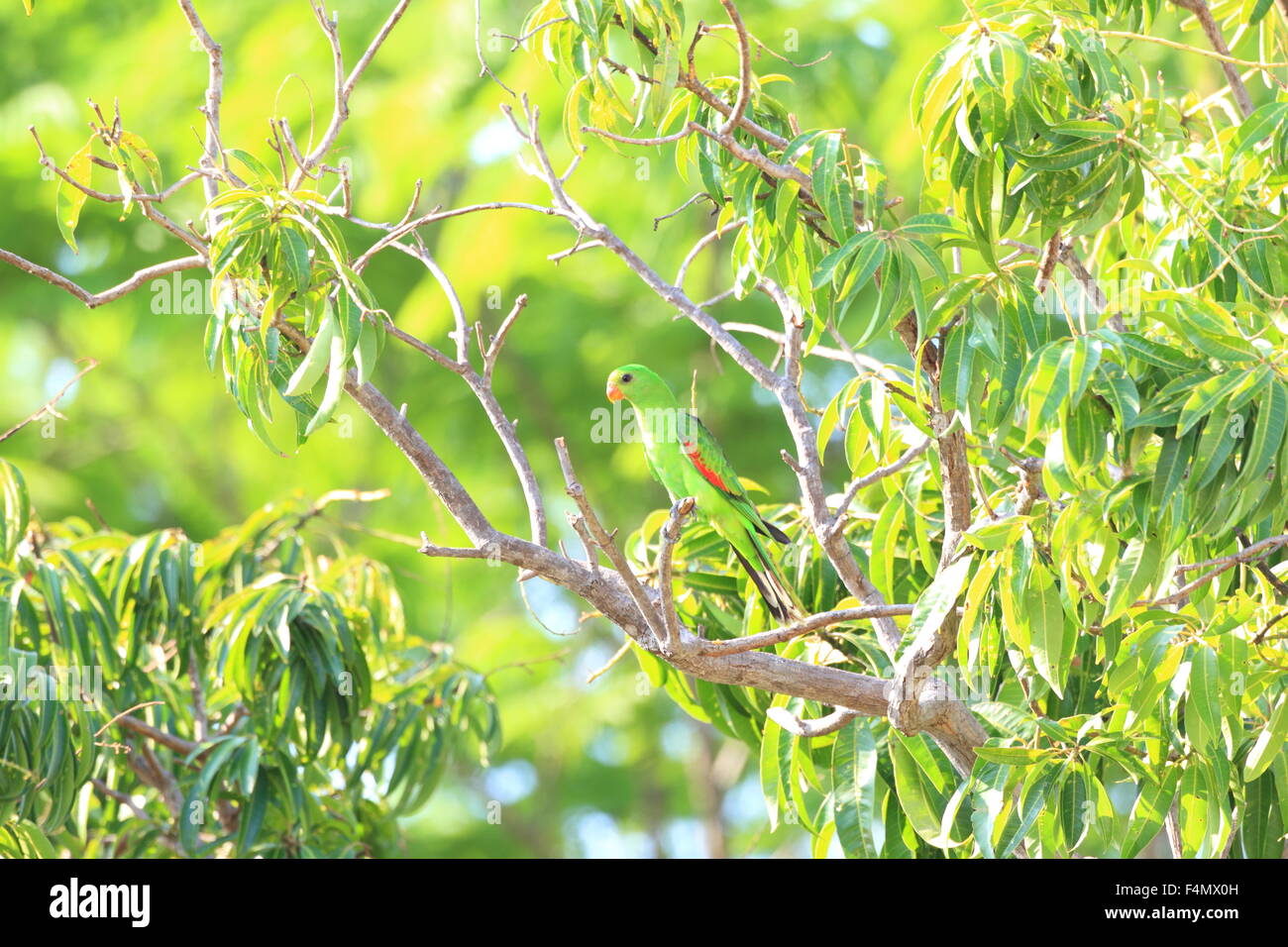 Red-winged parrot (Aprosmictus erythropterus) in Darwin, Australia ...