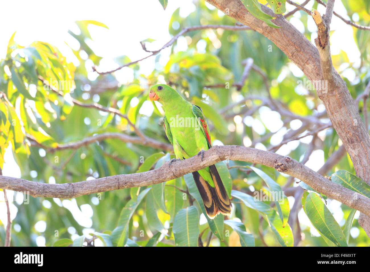 Red-winged parrot (Aprosmictus erythropterus) in Darwin, Australia ...