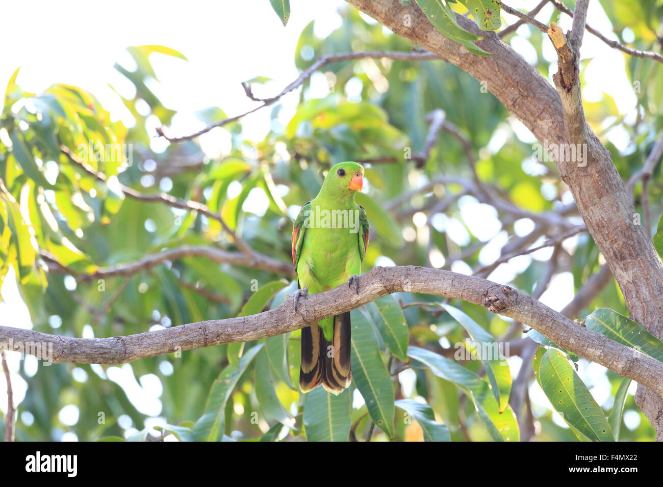 Red-winged parrot (Aprosmictus erythropterus) in Darwin, Australia ...