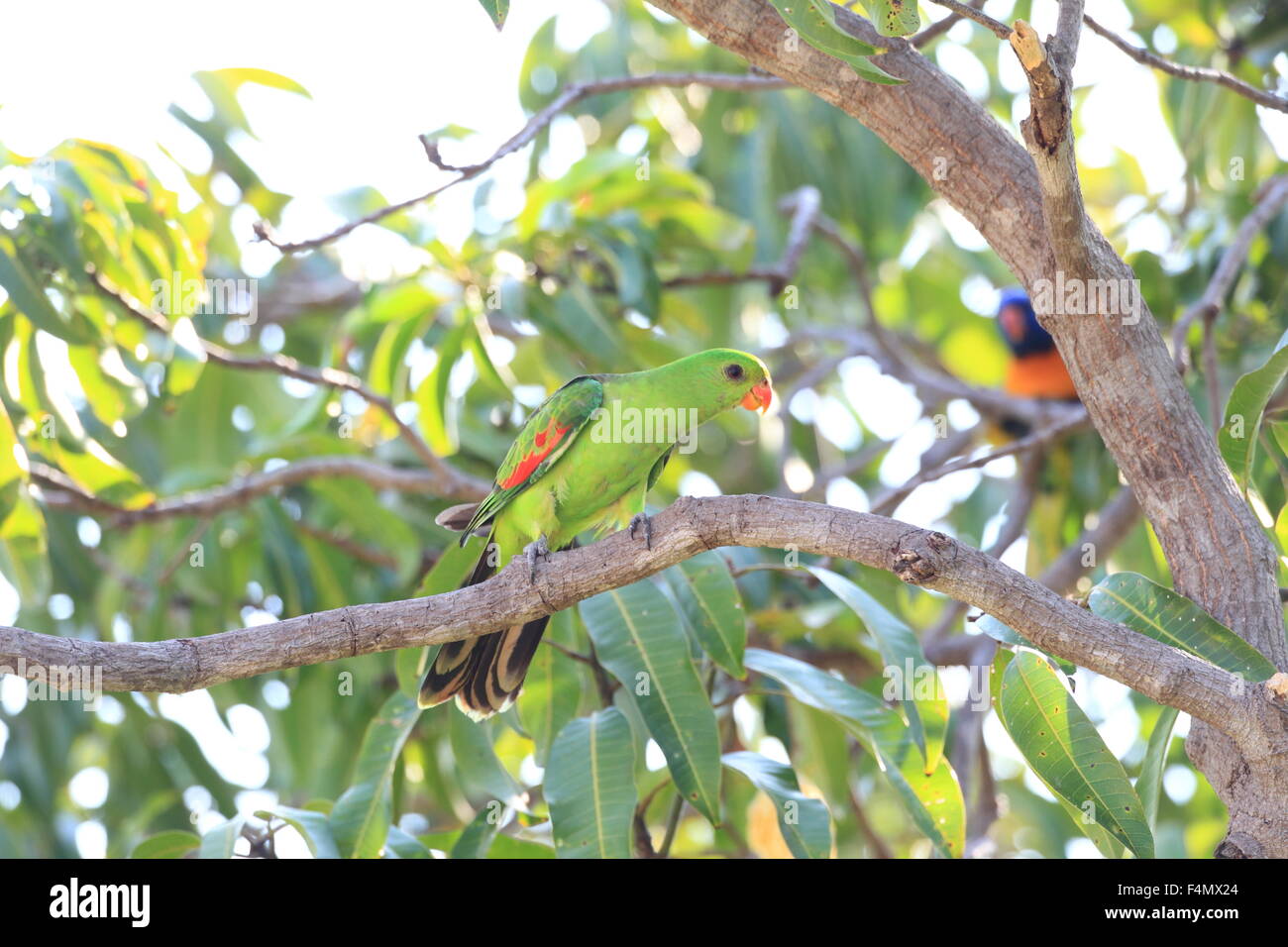 Red-winged parrot (Aprosmictus erythropterus) in Darwin, Australia ...