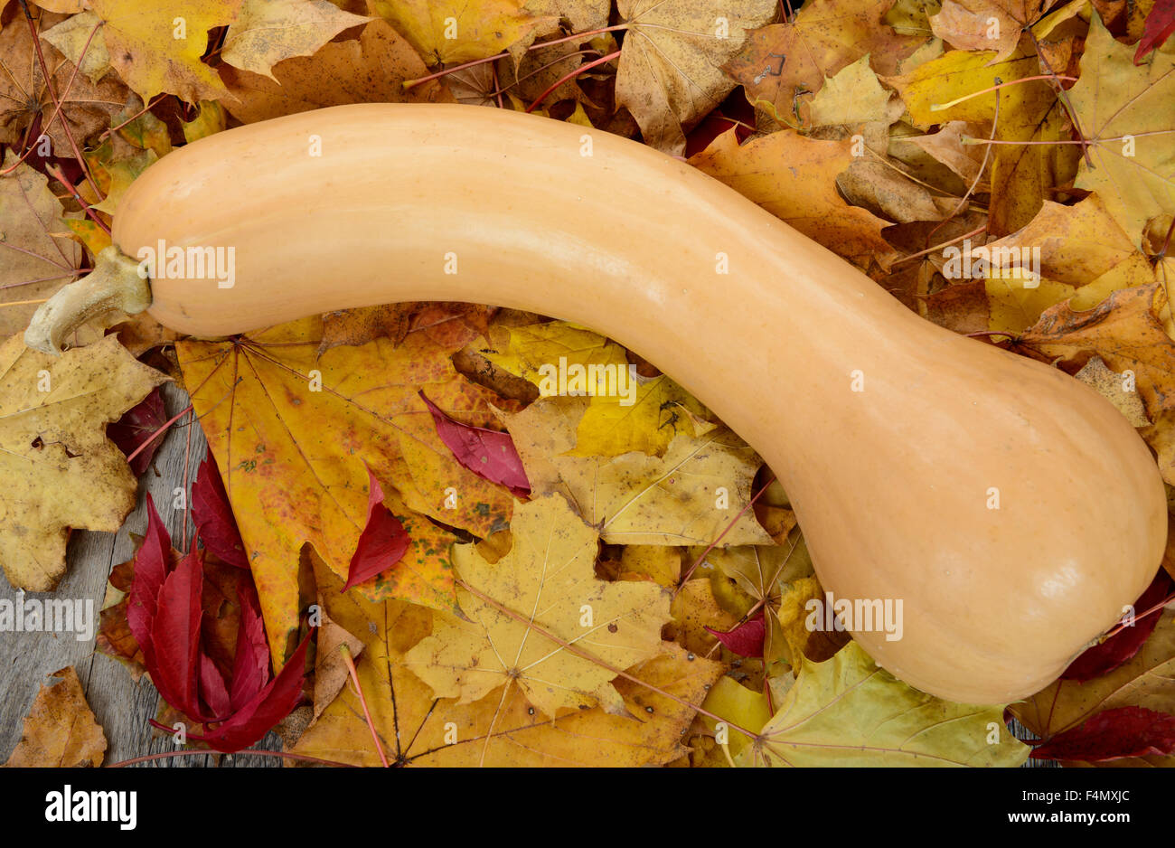 a butternut squash on colorful autumn leaves Stock Photo - Alamy