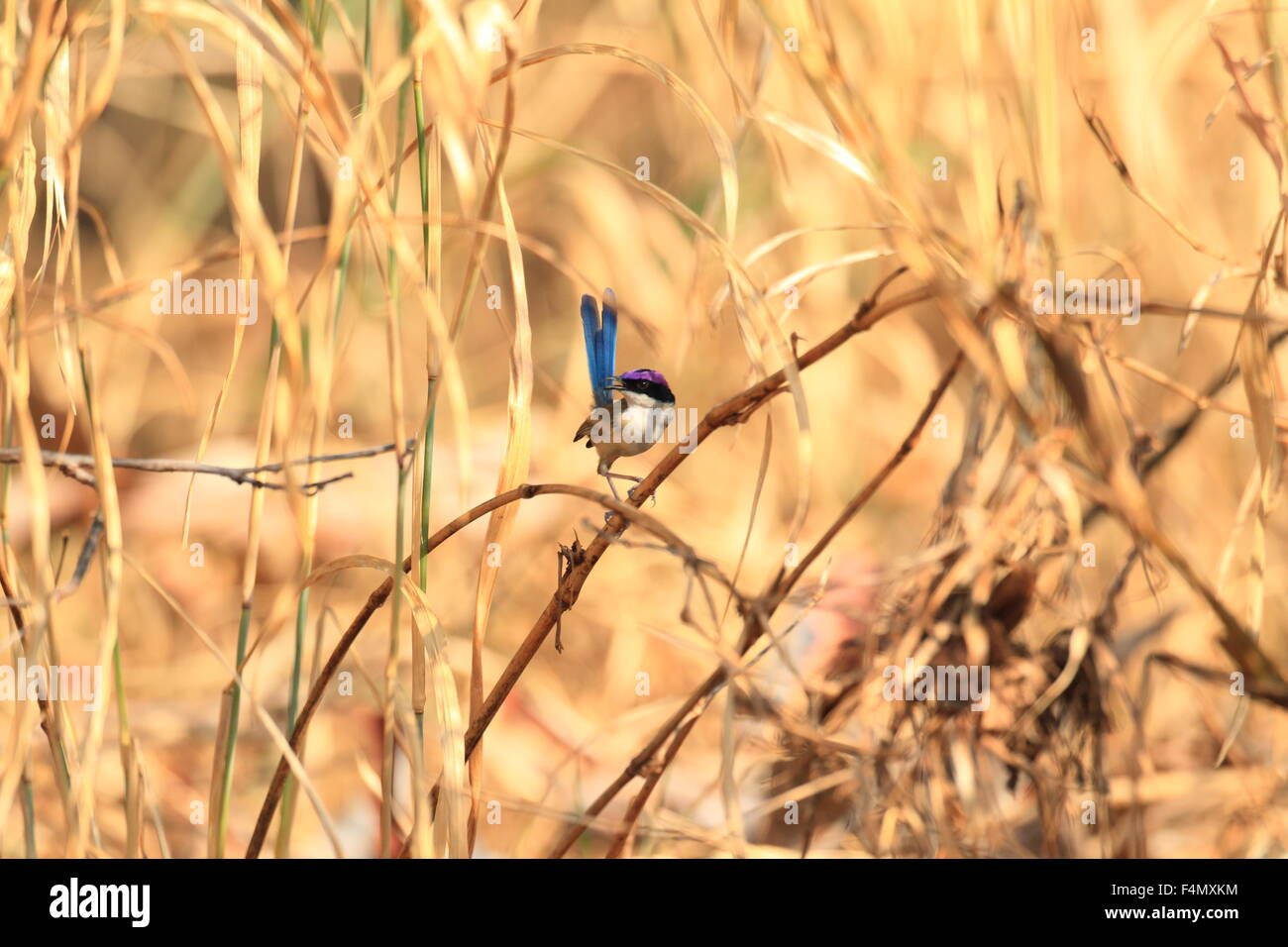 Purple-crowned fairywren (Malurus coronatus) in Australia Stock Photo ...
