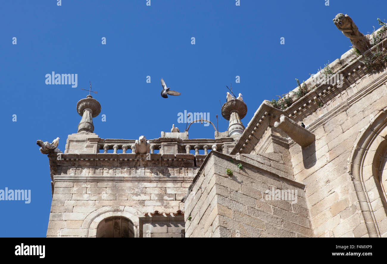 Church cornice full of bird nests, Casar de Caceres, Spain Stock Photo ...