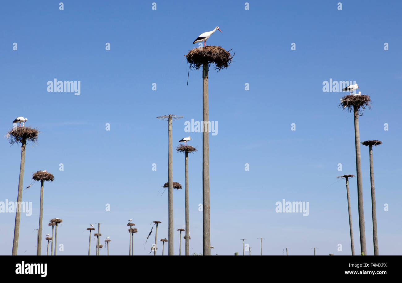 Colony of storks hi-res stock photography and images - Alamy