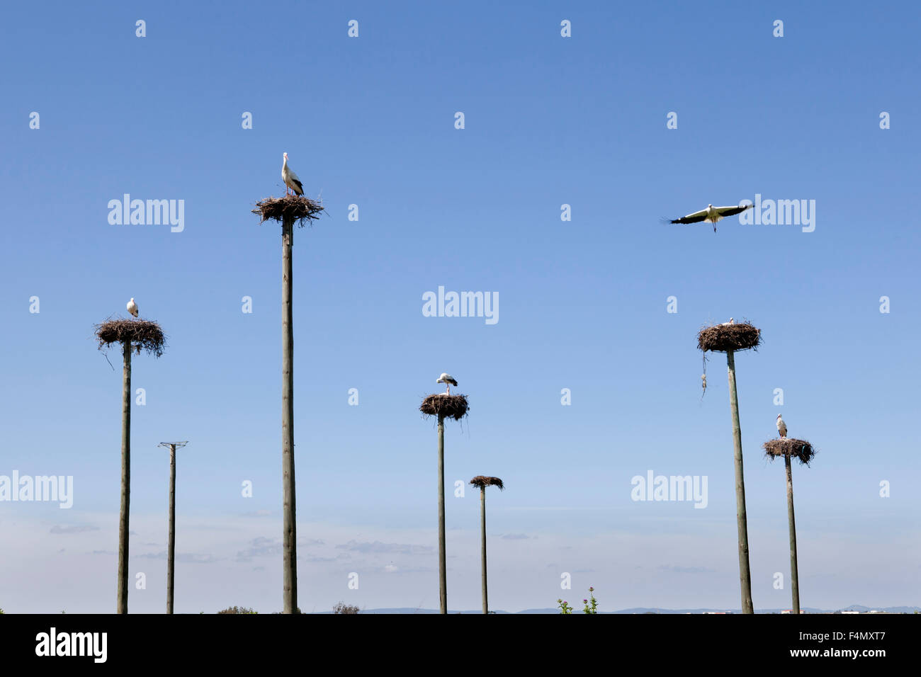 Colony of storks hi-res stock photography and images - Alamy