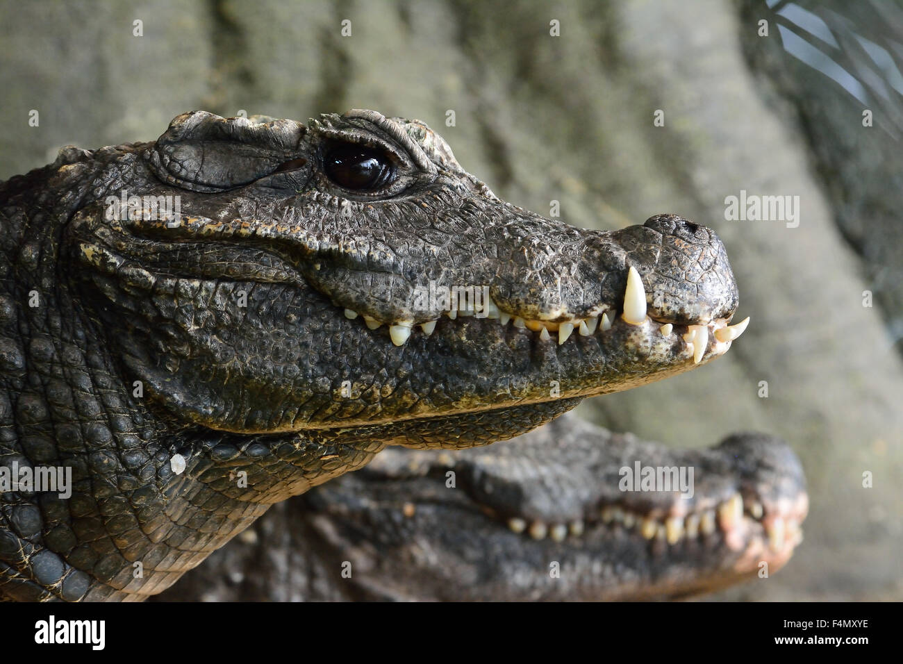 Dwarf crocodile (Osteolaemus tetraspis Stock Photo - Alamy
