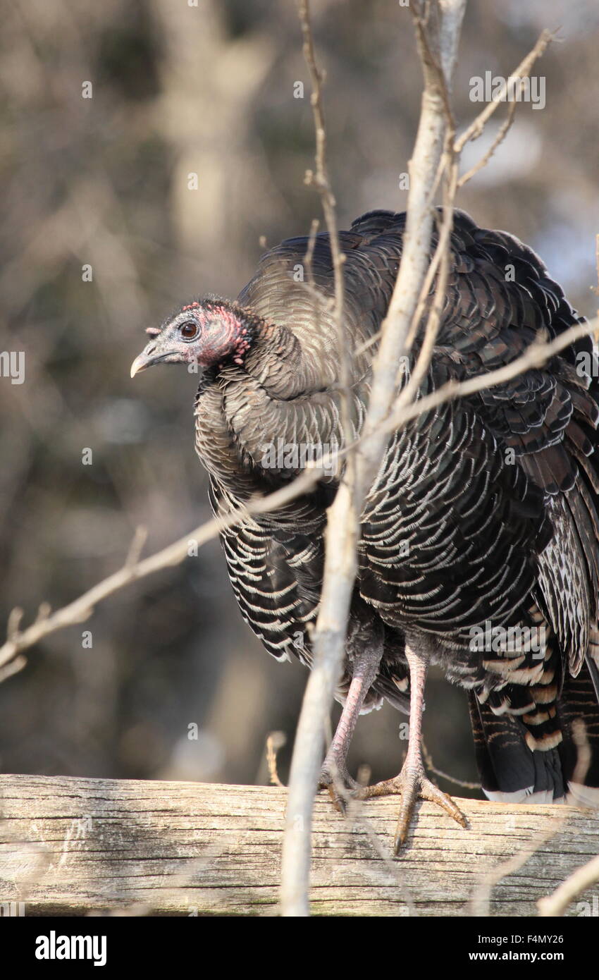 Wild turkey in woods hi-res stock photography and images - Alamy