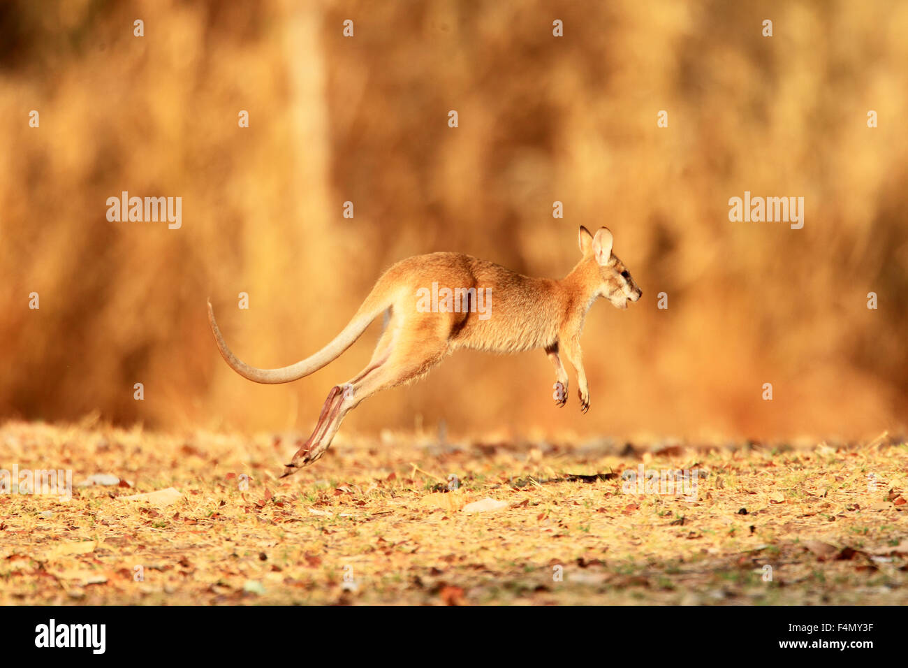 Agile Wallaby (Macropus agilis) in Darwin, Australia Stock Photo - Alamy