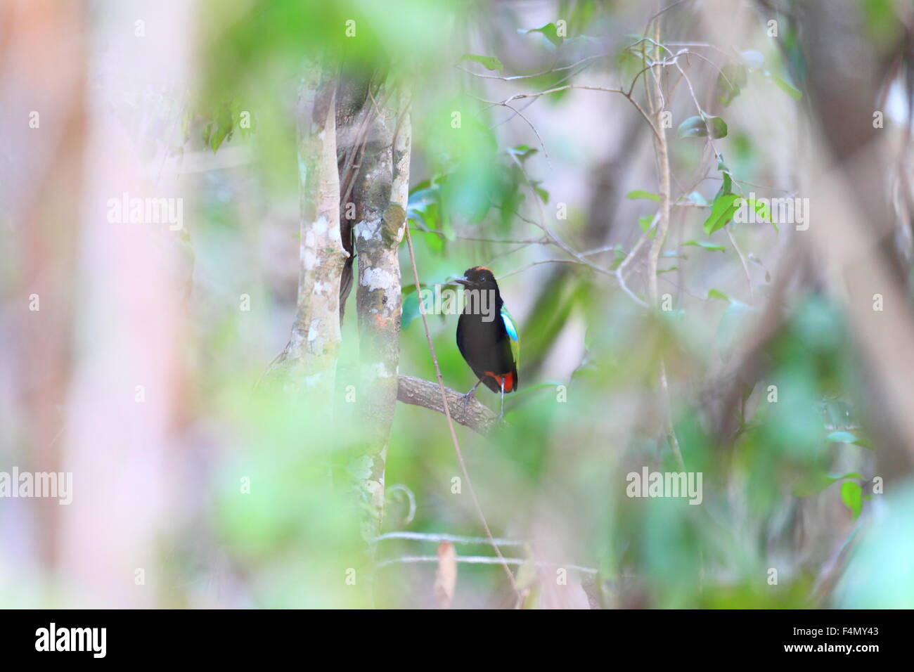 Rainbow pitta (Pitta iris) in Australia Stock Photo - Alamy