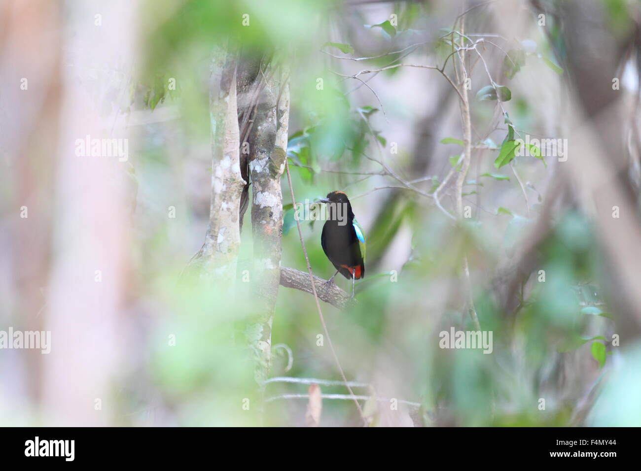 Rainbow pitta (Pitta iris) in Australia Stock Photo - Alamy
