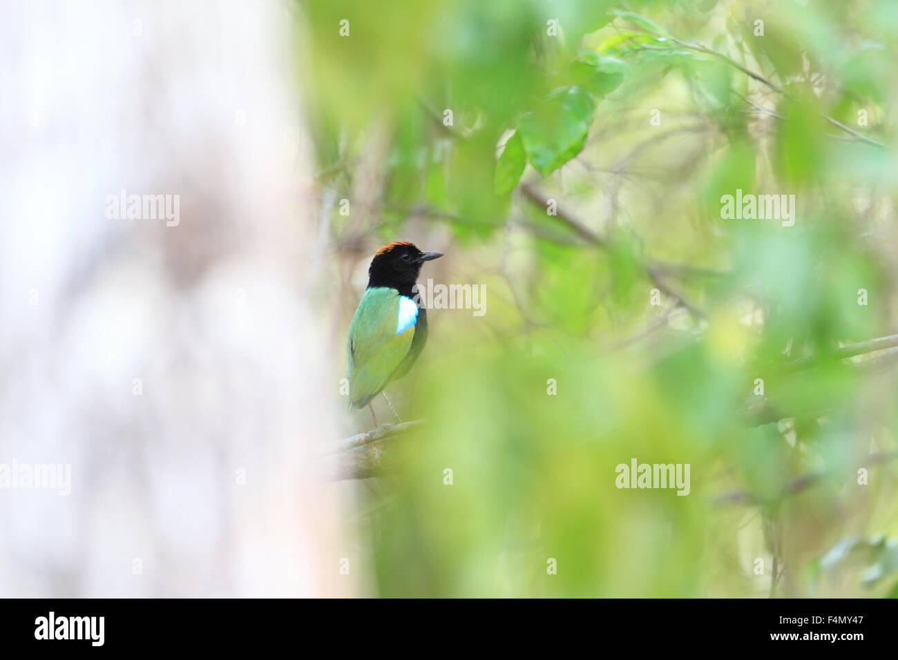 Rainbow pitta (Pitta iris) in Australia Stock Photo - Alamy
