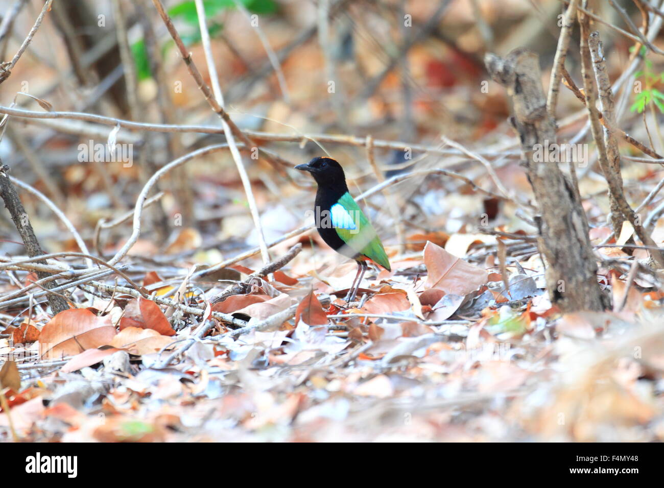Rainbow pitta (Pitta iris) in Australia Stock Photo - Alamy