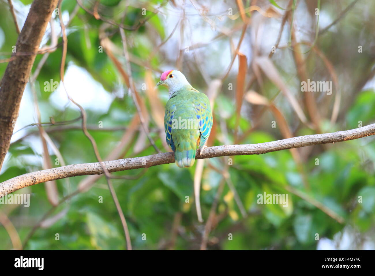 Fruit dove hi-res stock photography and images - Alamy