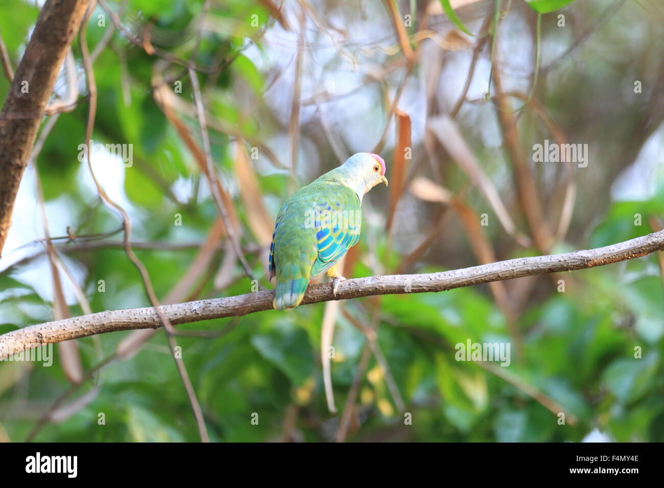 Fruit dove hi-res stock photography and images - Alamy