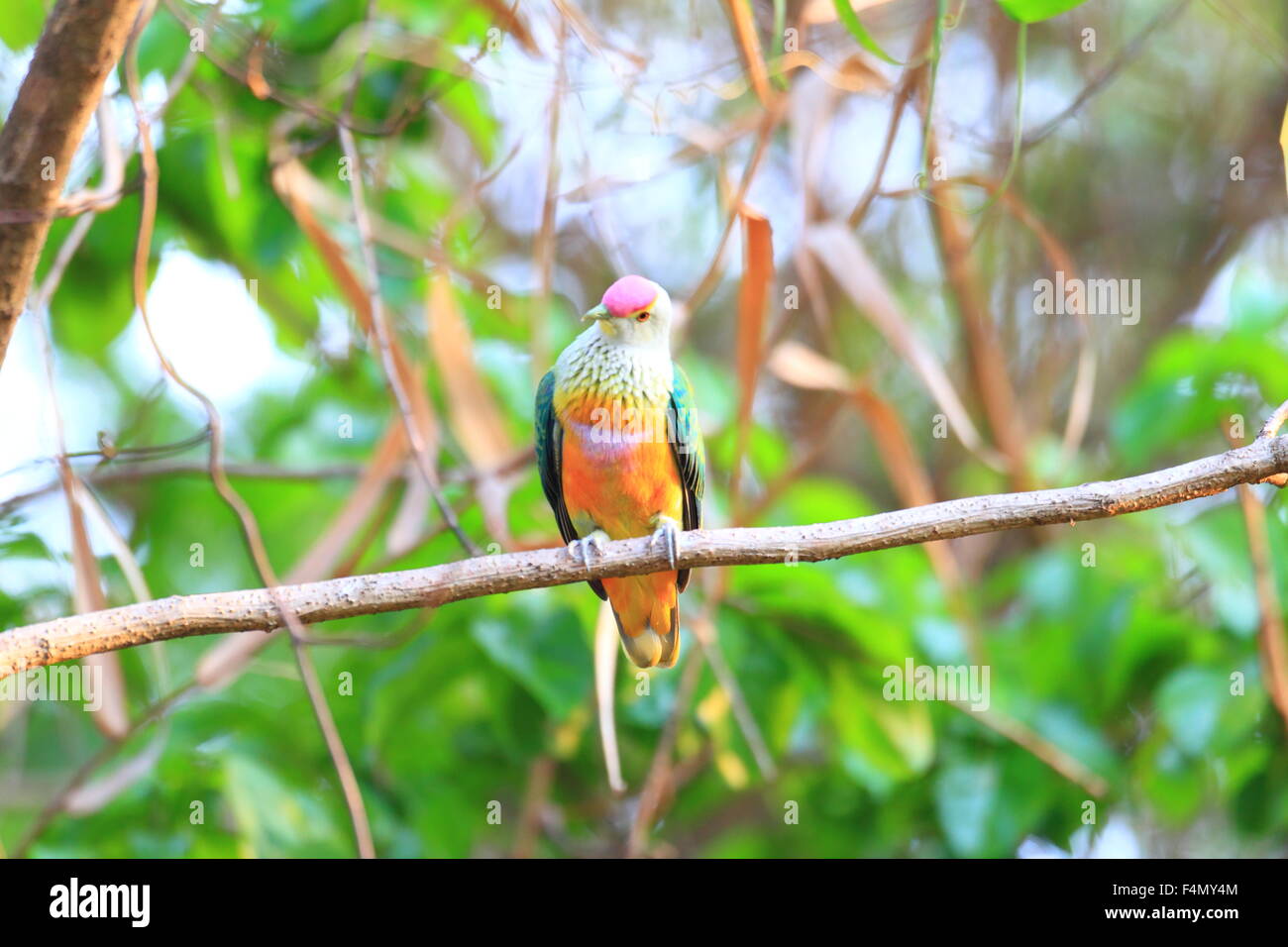 Rose-crowned Fruit Dove (Ptilinopus regina) in Darwin, Australia Stock ...