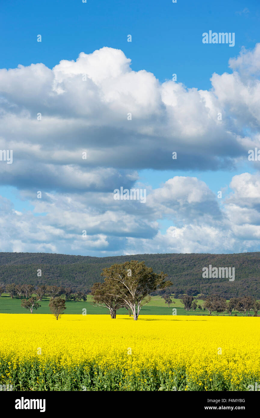 Canola crop in bloom Stock Photo - Alamy