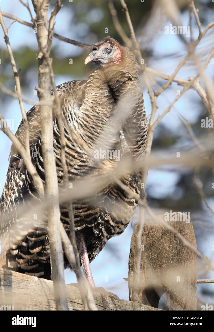 Turkey Fence Stock Photos & Turkey Fence Stock Images - Alamy