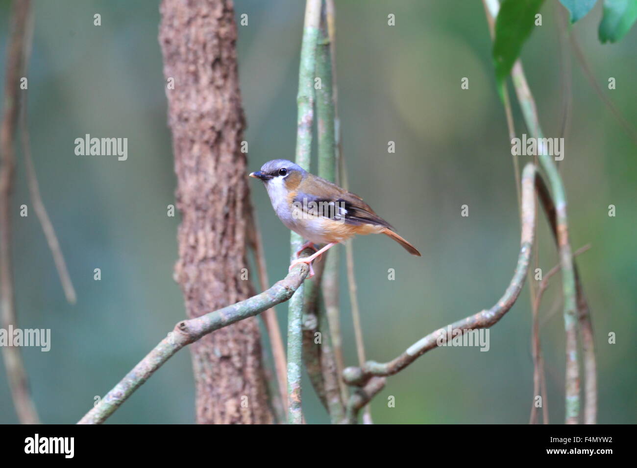 Grey-headed Robin (Poecilodryas cinereifrons) in Cairns, Australia ...