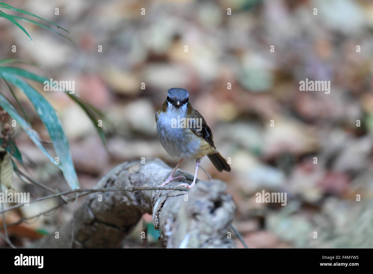 Grey headed robin hi-res stock photography and images - Alamy