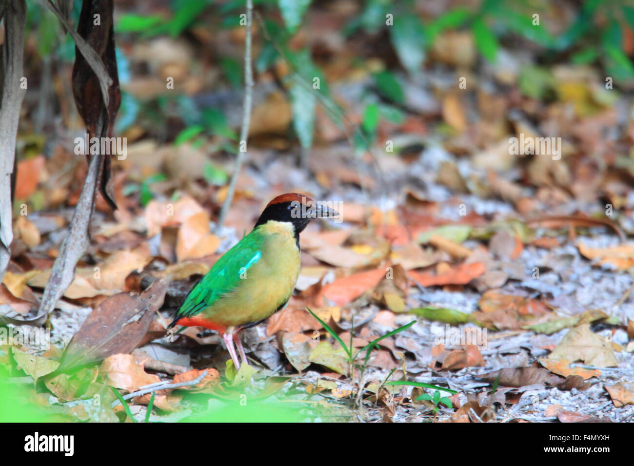 Pitta Versicolor High Resolution Stock Photography and Images - Alamy