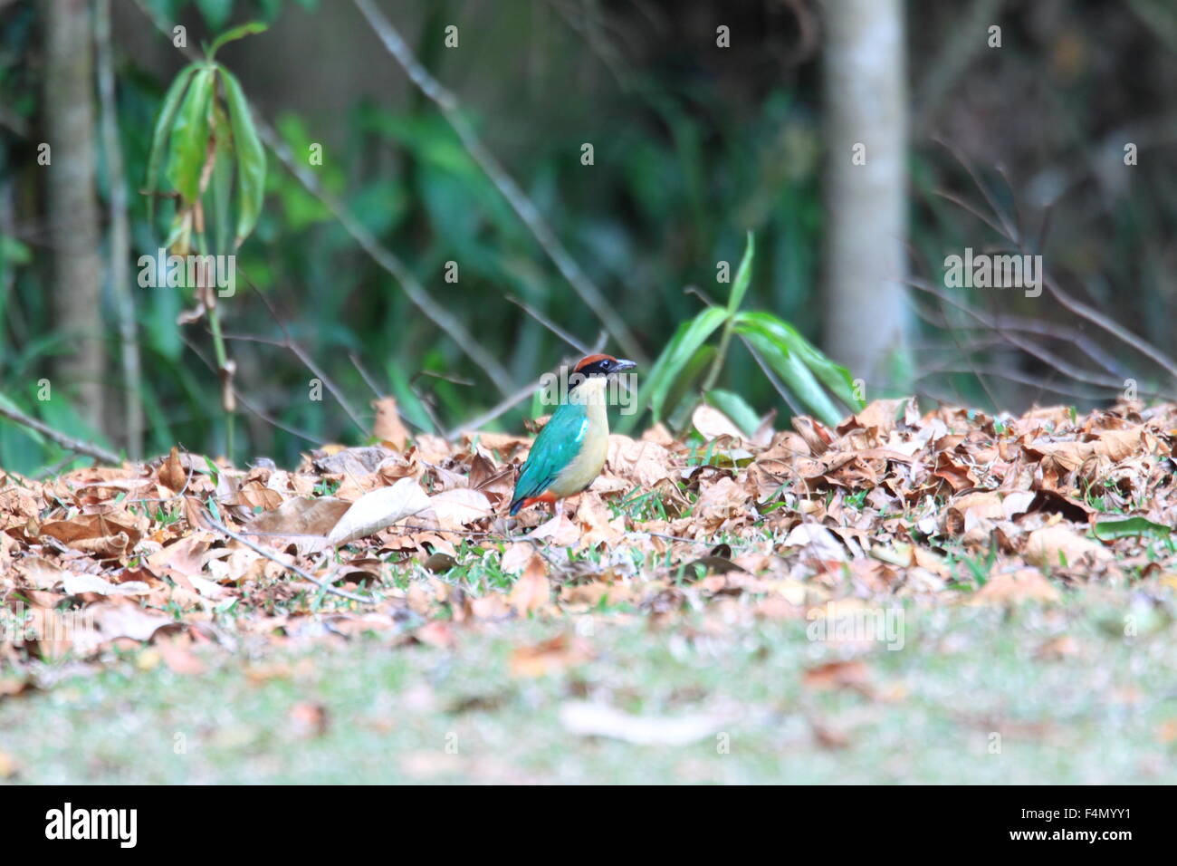 Noisy pitta (Pitta versicolor) in Australia Stock Photo - Alamy
