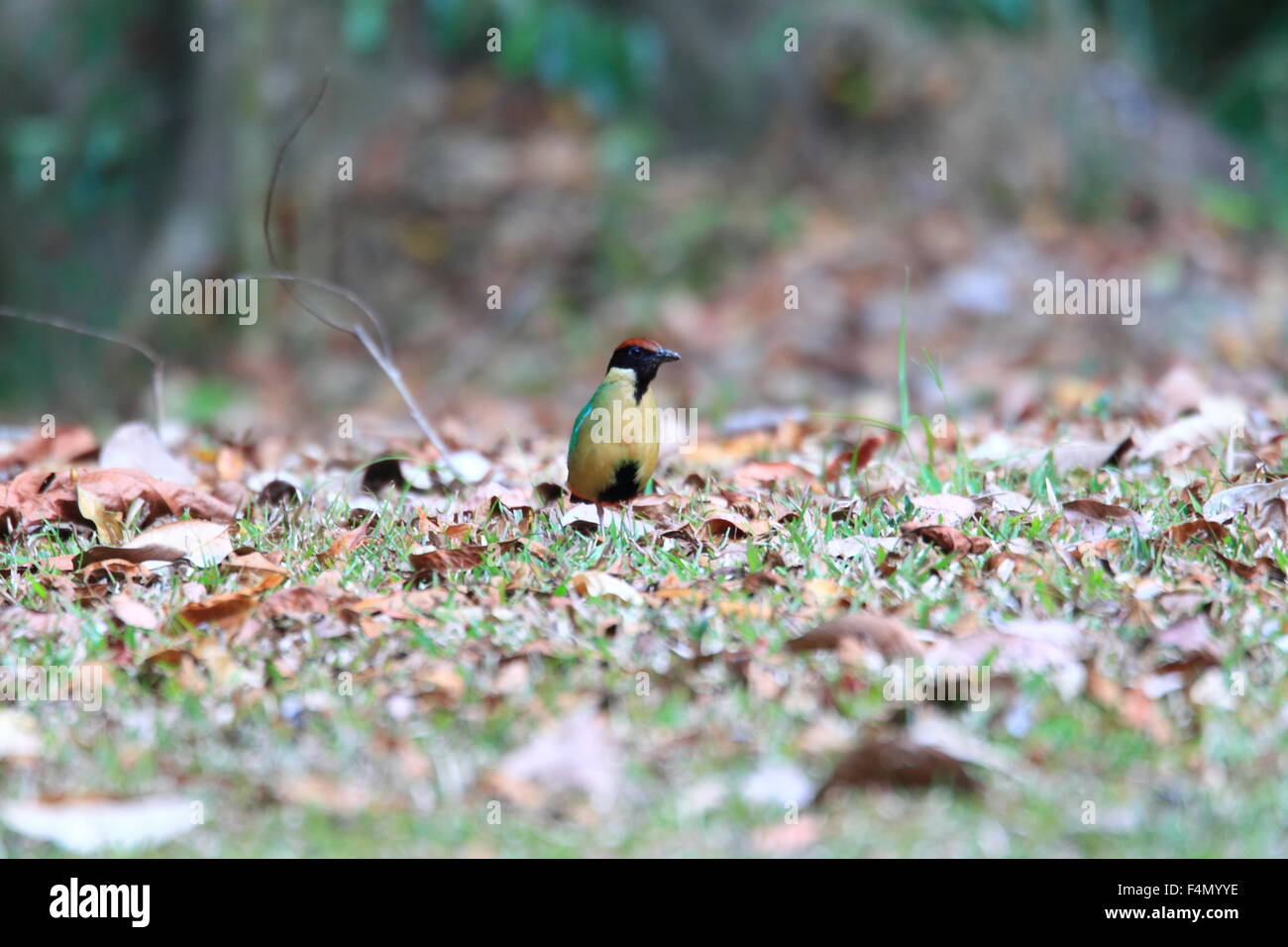 Noisy pitta (Pitta versicolor) in Australia Stock Photo - Alamy