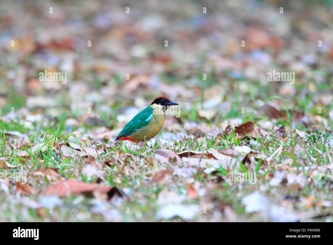 Noisy pitta (Pitta versicolor) in Australia Stock Photo - Alamy