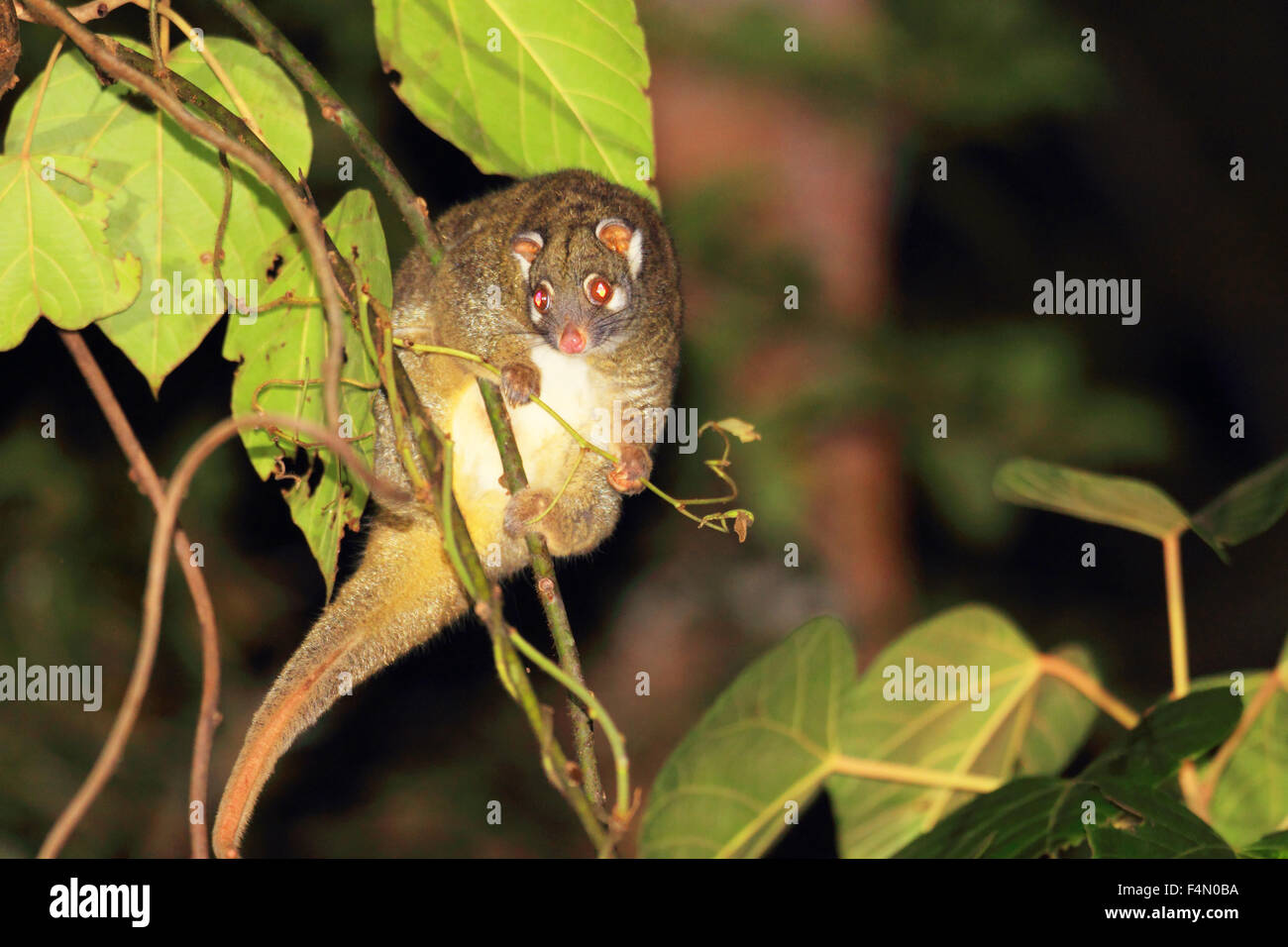 Green Ringtail Possum (Pseudochirops archeri) in Australia Stock Photo ...