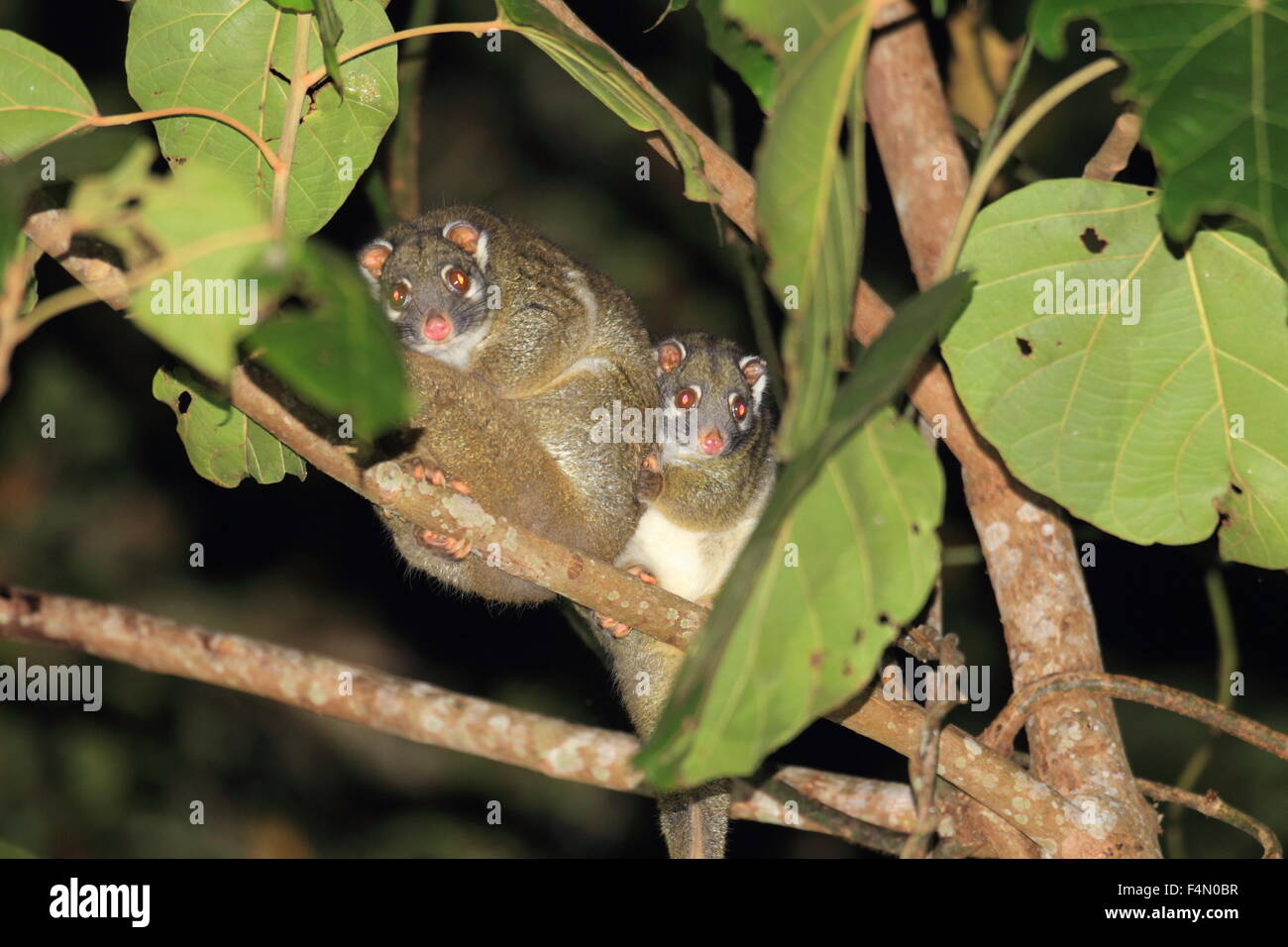 Green Ringtail Possum (Pseudochirops archeri) in Australia Stock Photo ...