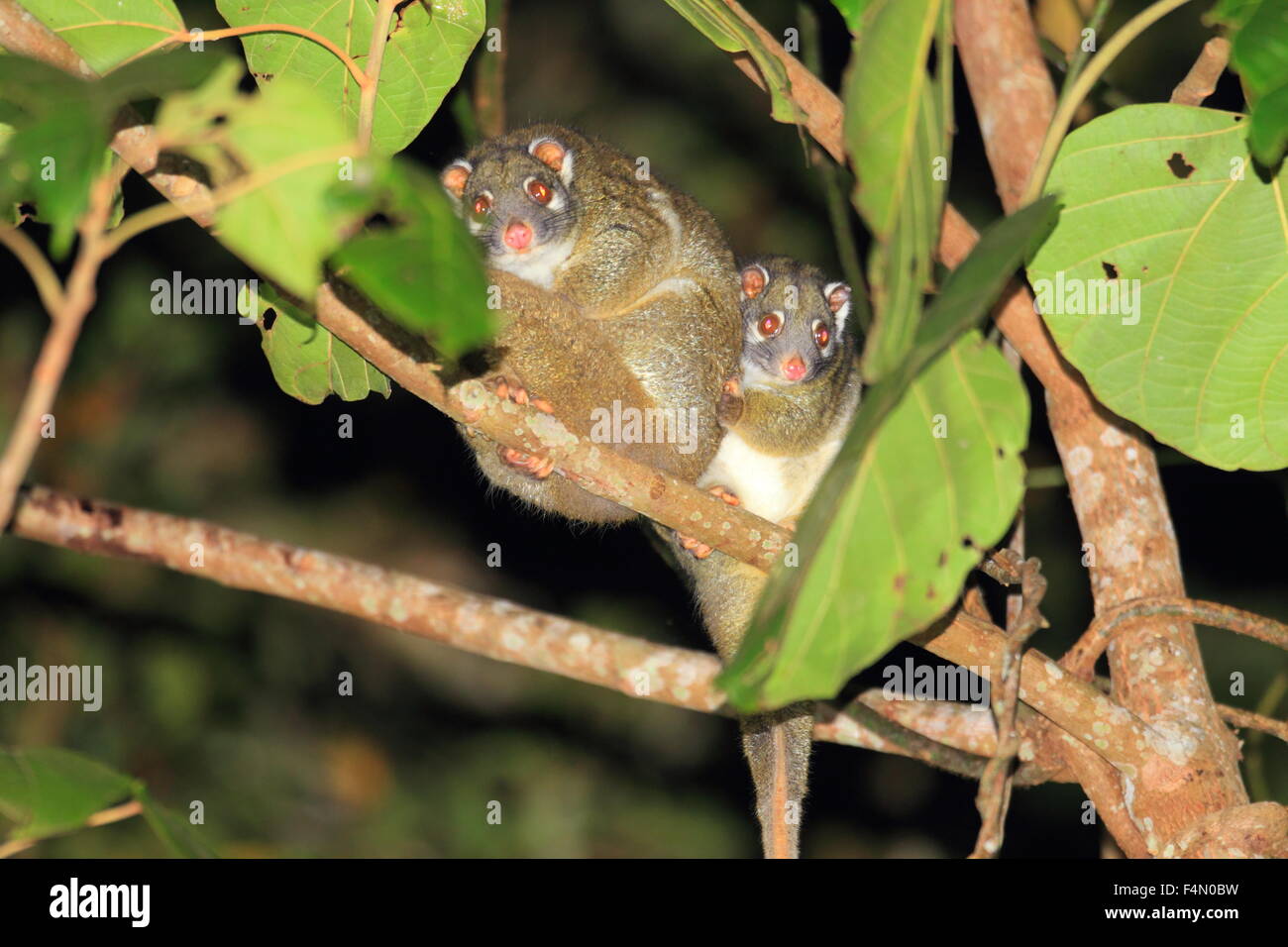 Green Ringtail Possum (Pseudochirops archeri) in Australia Stock Photo ...