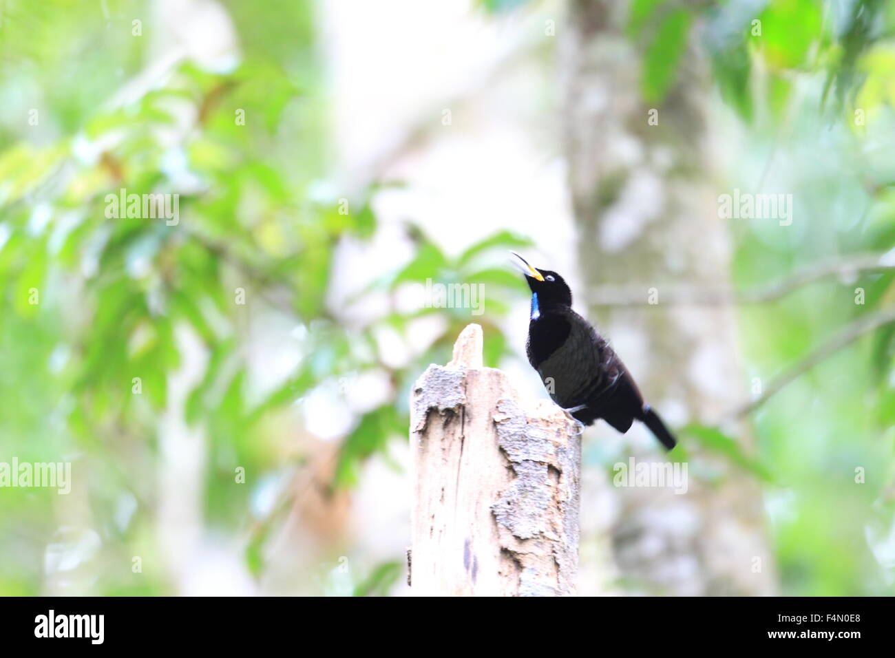 Victoria's Riflebird (Ptiloris victoriae) in Australia Stock Photo - Alamy