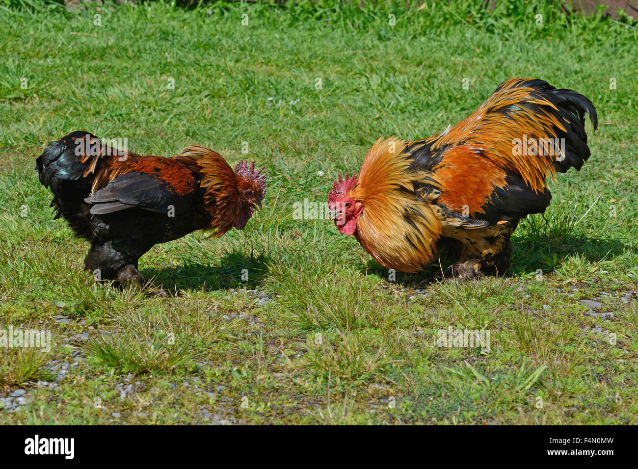 Two bantam roosters face off during a barnyard cockfight Stock Photo ...