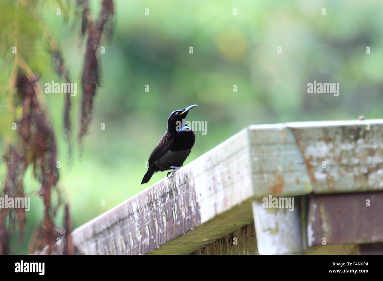 Victoria's Riflebird (Ptiloris victoriae) in Australia Stock Photo - Alamy