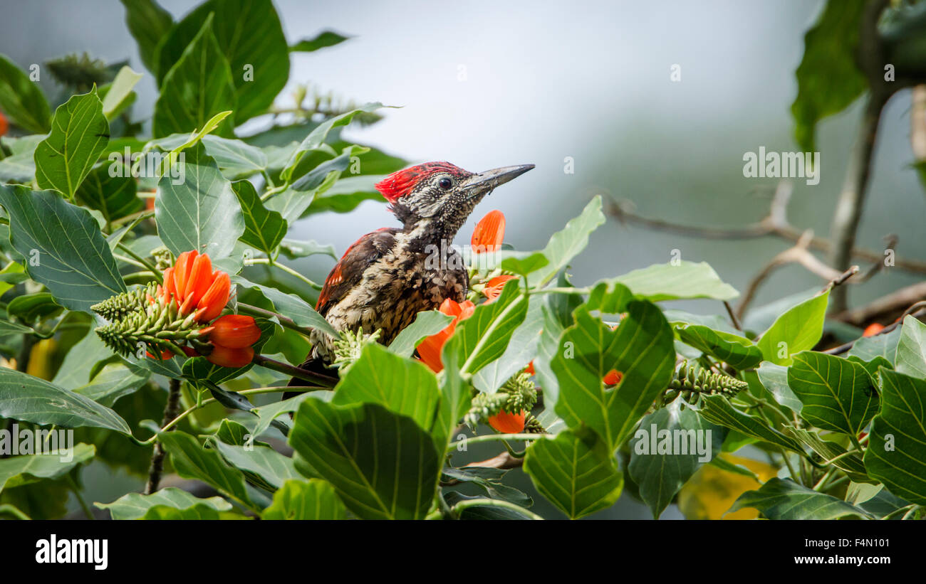 Black-rumped flameback specie Dinopium benghalense subspecie psarodes ...