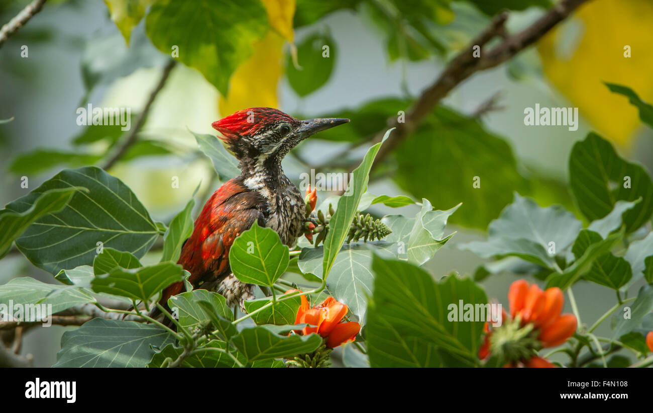 Black-rumped flameback specie Dinopium benghalense subspecie psarodes ...