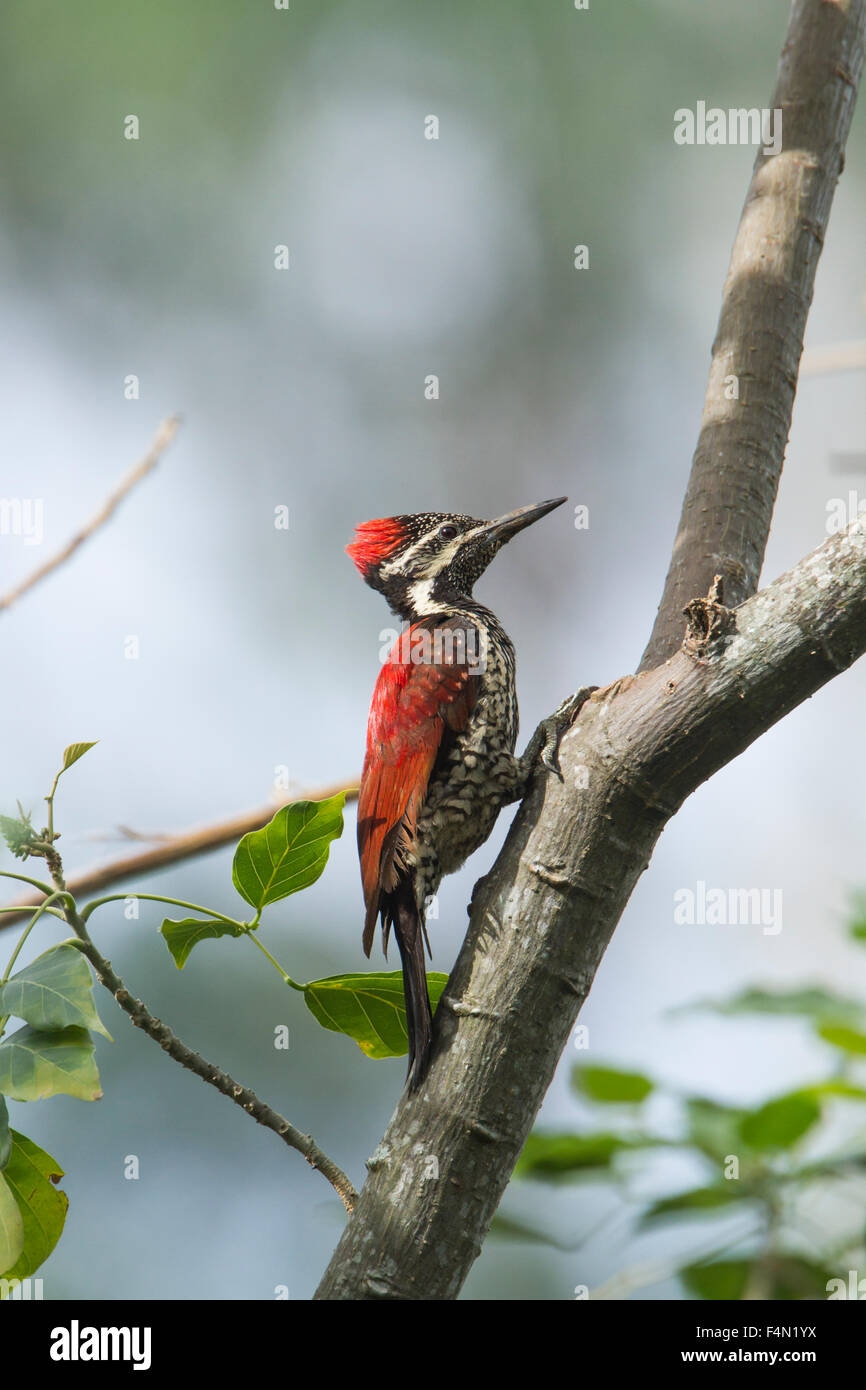 Black-rumped flameback specie Dinopium benghalense subspecie psarodes ...