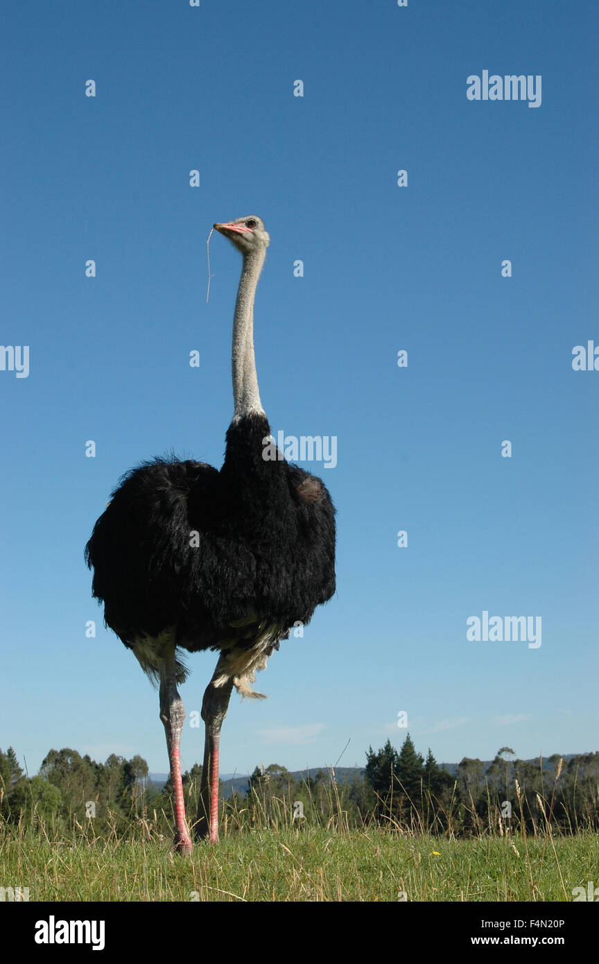 Ostriches Standing