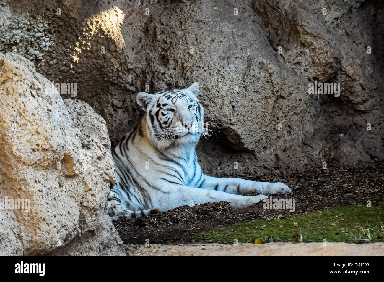 Black and White Striped Tiger Stock Photo - Alamy