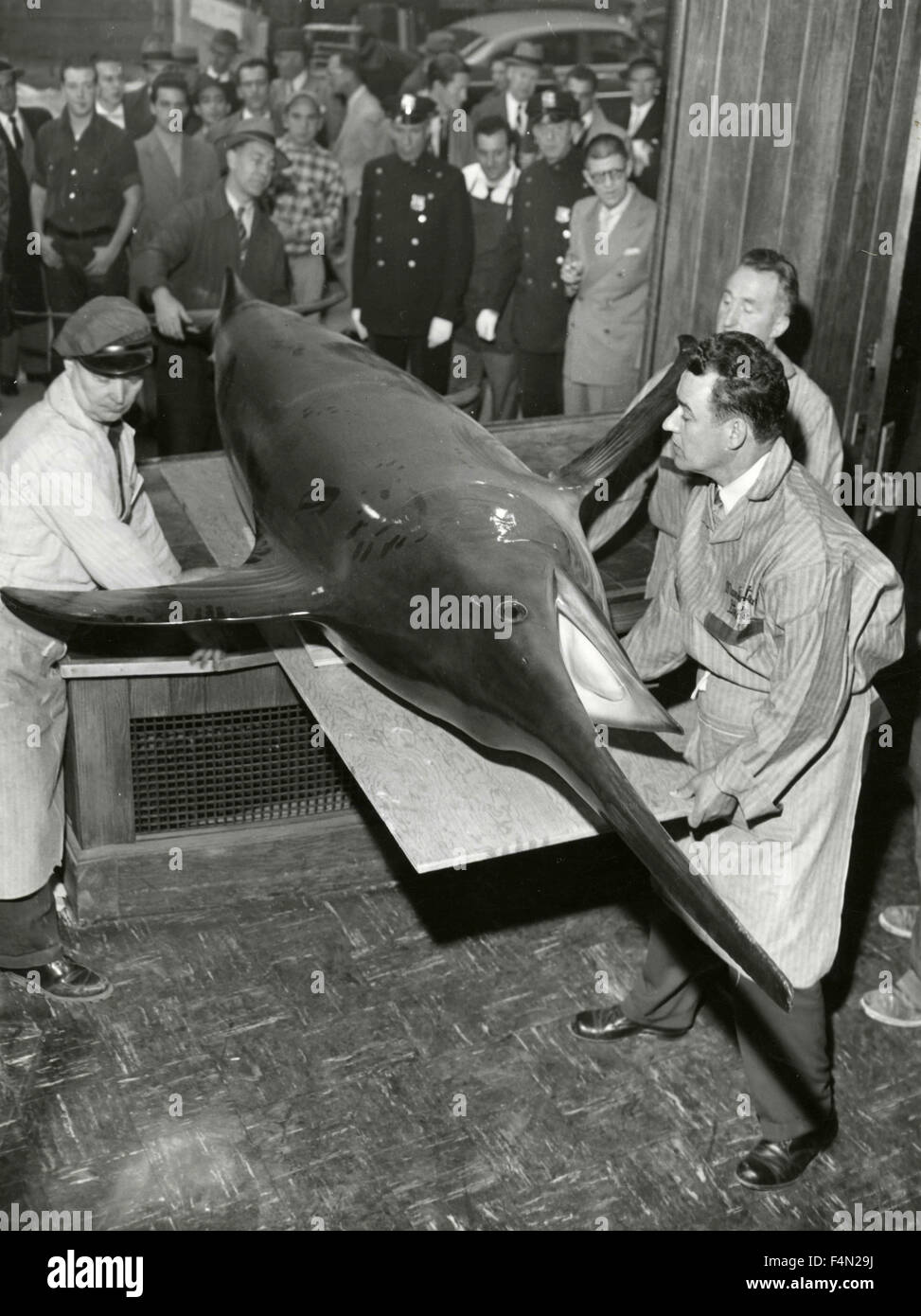 The worlds biggest swordfish hi-res stock photography and images - Alamy