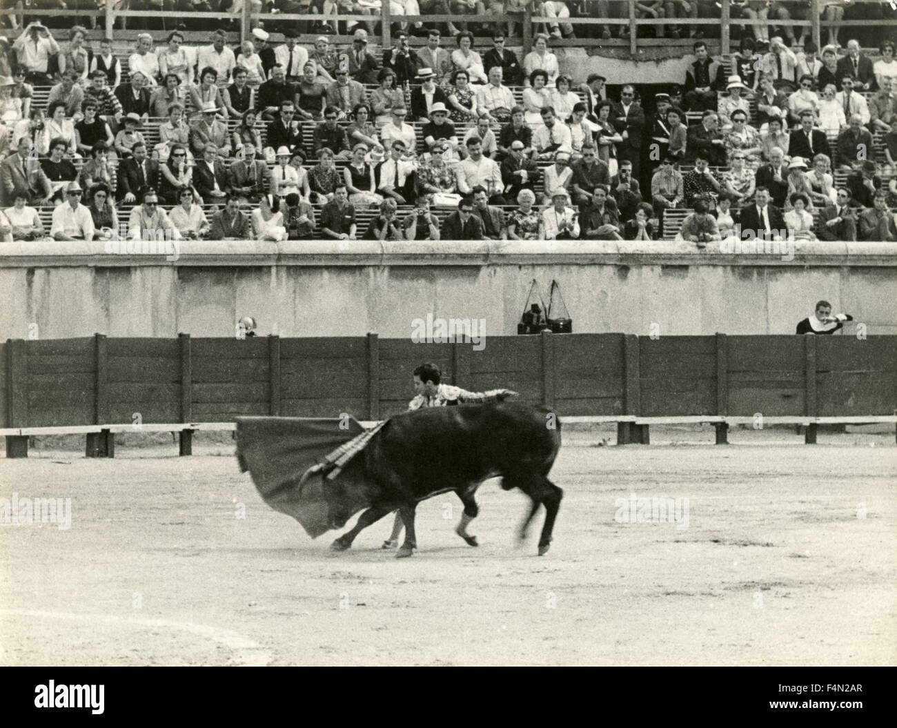 The bull charging during the bullfight Stock Photo - Alamy