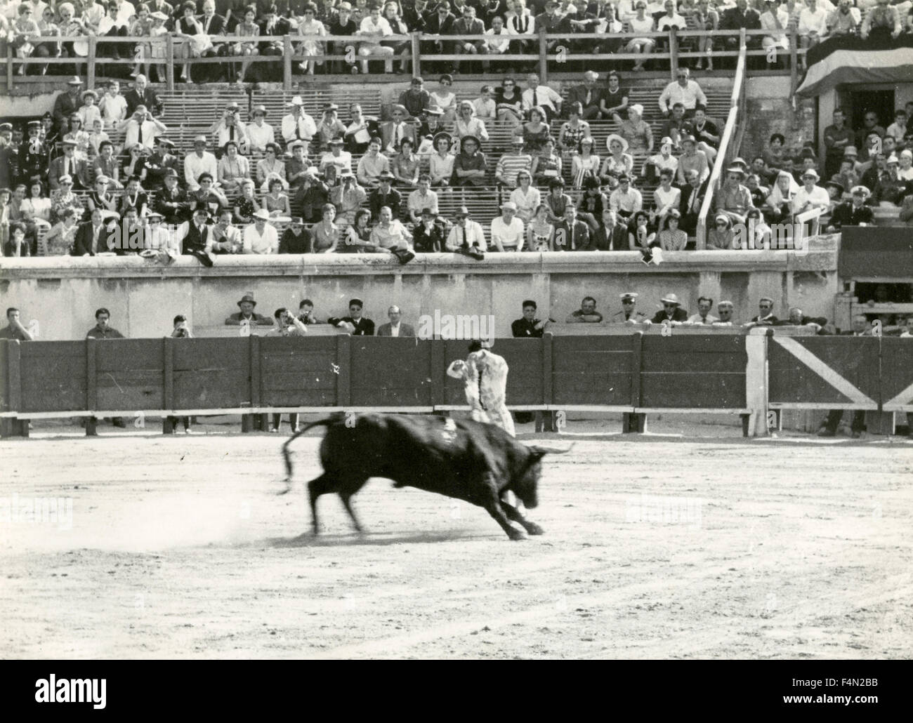 The bull charging during the bullfight Stock Photo - Alamy