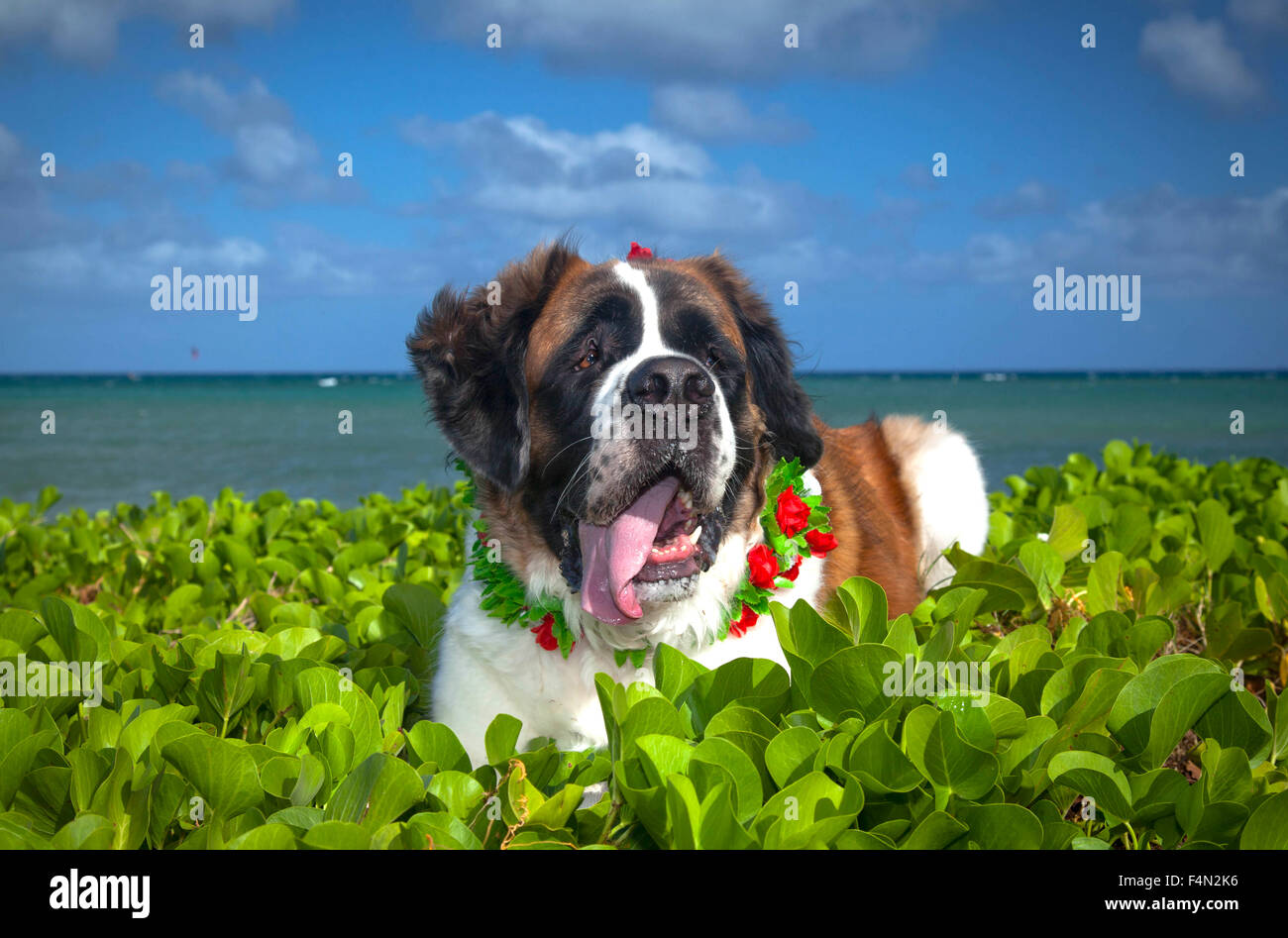 Beautiful St. Bernard by the Ocean in Hawaii Stock Photo - Alamy