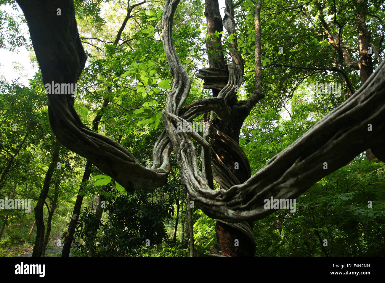 Amazon rainforest understory hi-res stock photography and images - Alamy