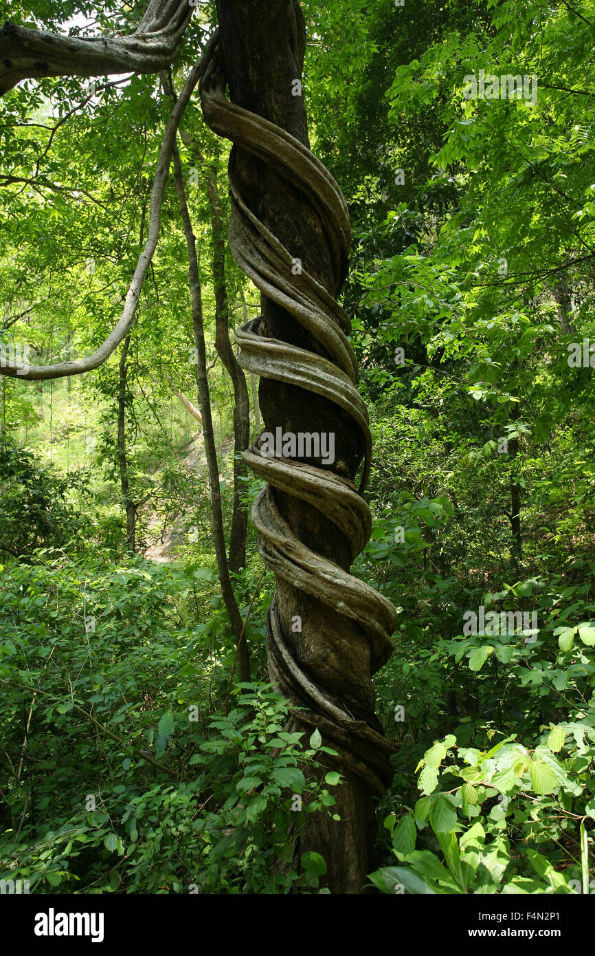Rain in forest twisted roots hi-res stock photography and images - Alamy